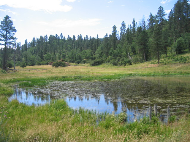 Gorgeous 160 Acres Bordering U.S. Forest Service TBD Tutty Trail ...